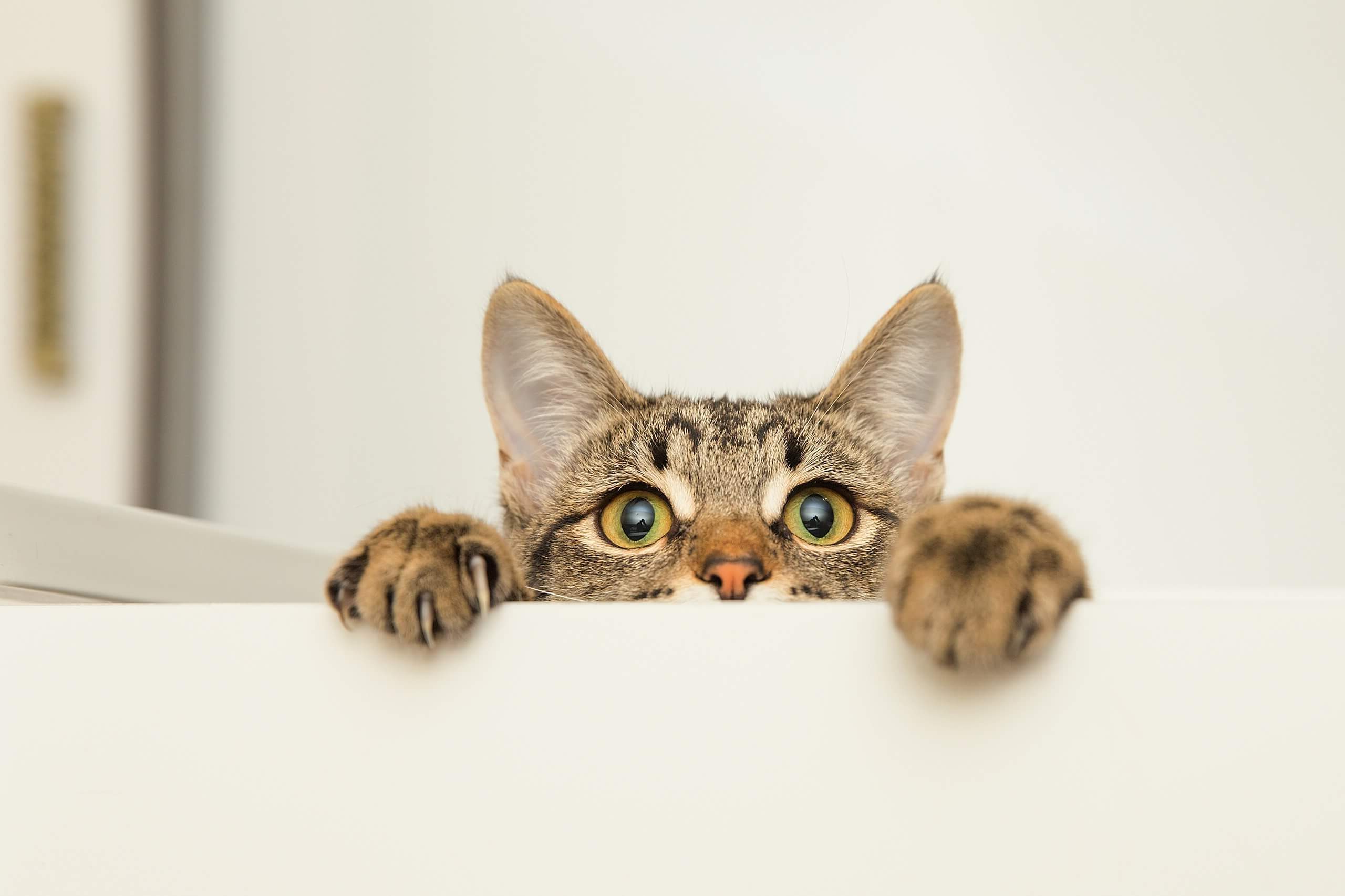 Siedem rzeczy, o których zawsze należy pamiętać przed zaproszeniem kota ...